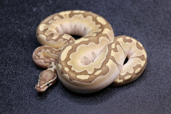 Bamboo Enchi Ball Python by Baud’s Exotic Reptiles