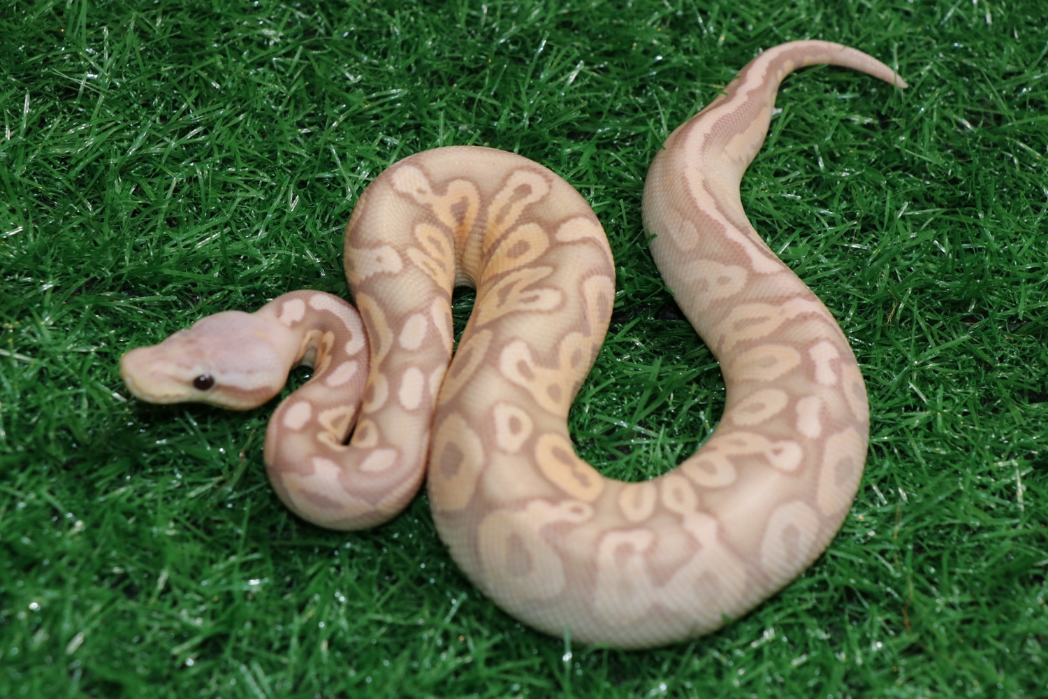 Banana Pastel Mojave Ball Python by Baud’s Exotic Reptiles - MorphMarket
