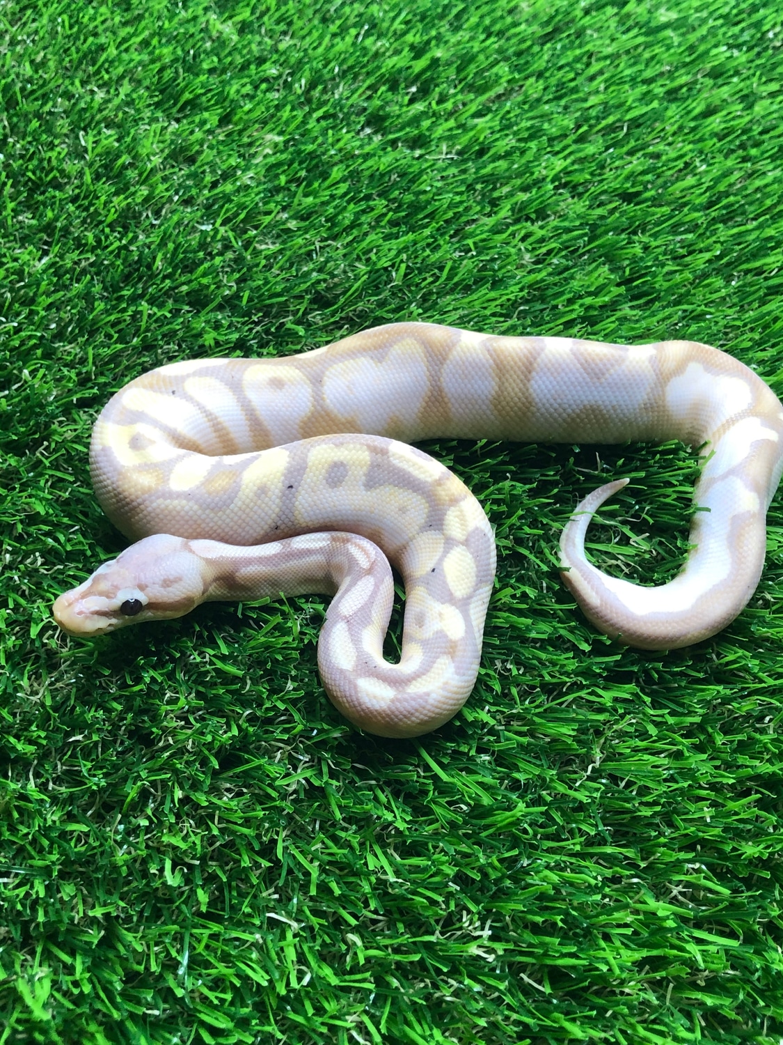 Pastel Banana Calico Ball Python by Baud’s Exotic Reptiles - MorphMarket