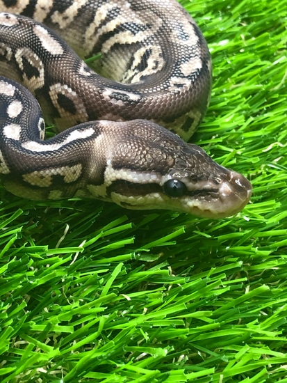 Orange Belly Pewter Ball Python by Baud’s Exotic Reptiles