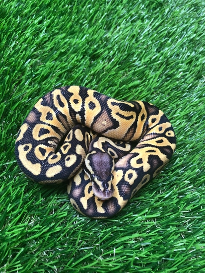Pastel Russo Orange Belly Ball Python by Baud’s Exotic Reptiles