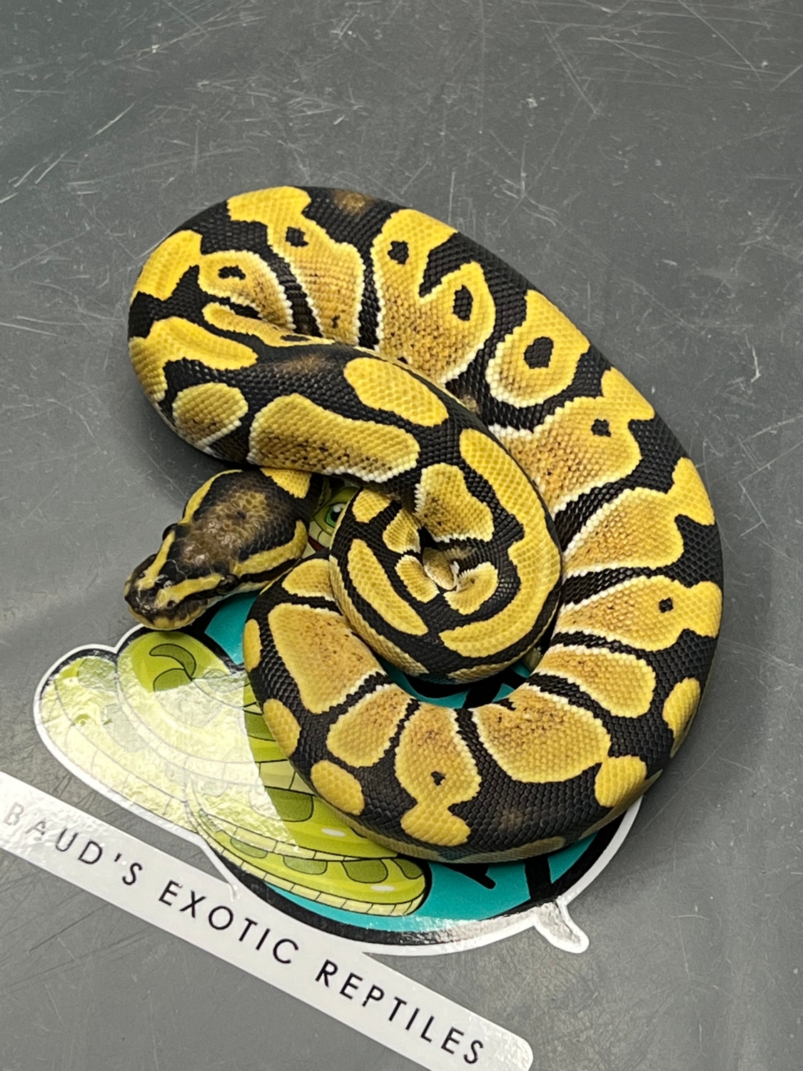 Desert Ghost 50% Het Crypton Ball Python by Baud’s Exotic Reptiles ...