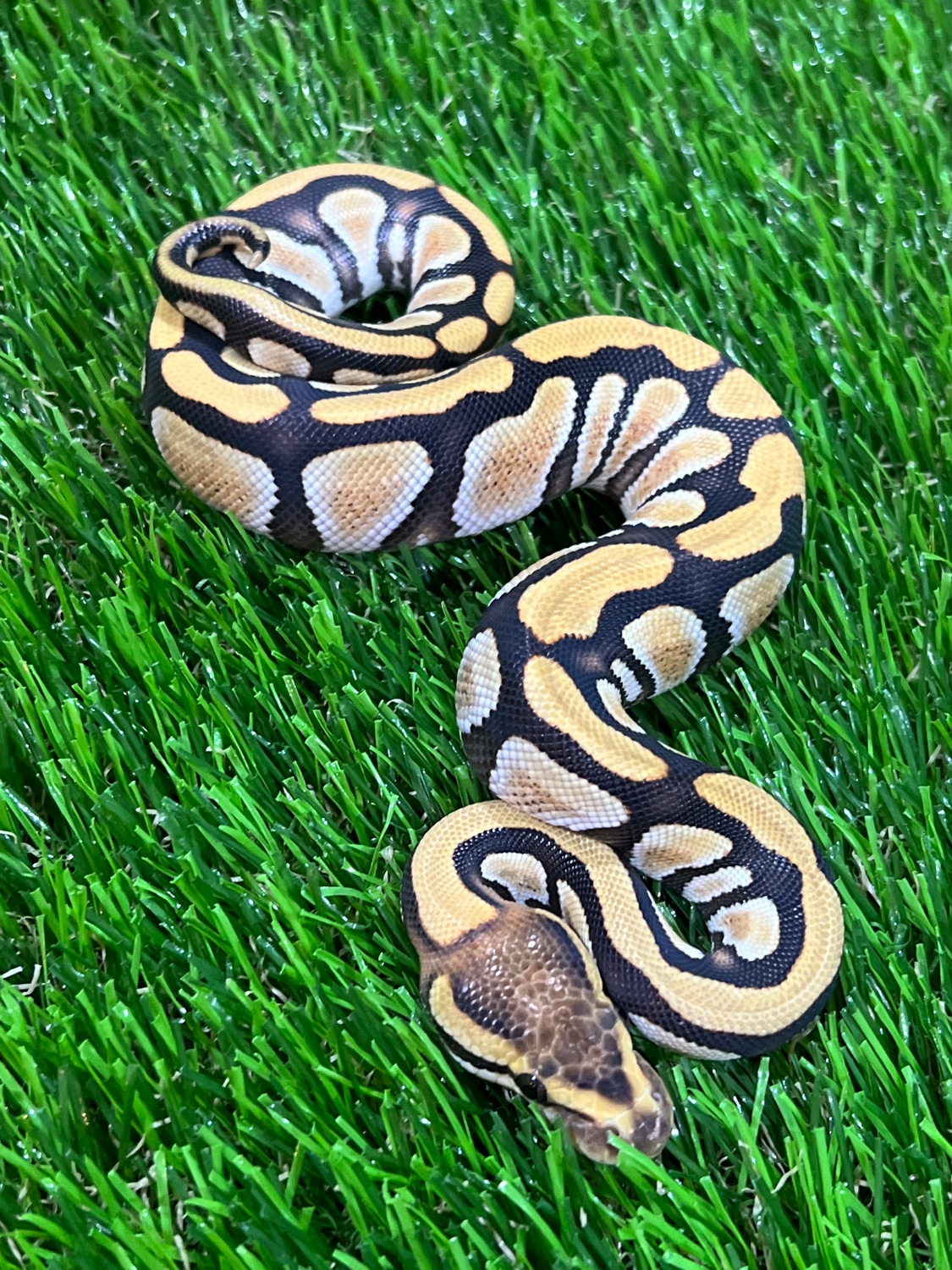 Cypress Honey Desert Ghost 50% Het Crypton Ball Python by Baud’s Exotic ...