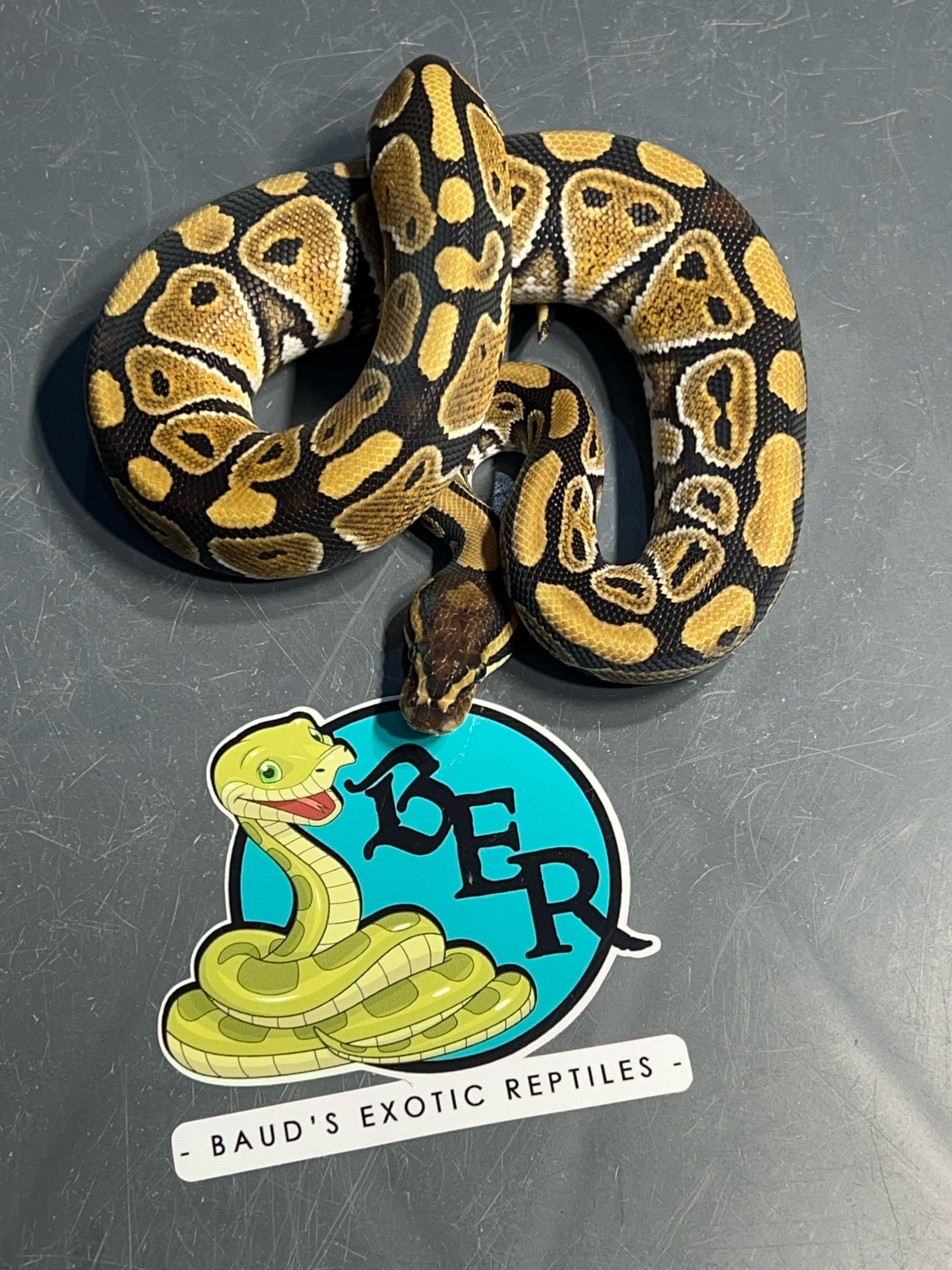 Honey Het Desert Ghost Pos Het Clown Pos Het Cryptic Ball Python by ...