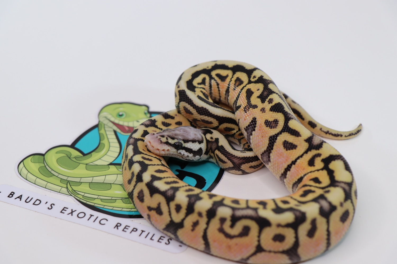 Super Pastel Spotnose 66%het Puzzle Ball Python by Baud’s Exotic ...