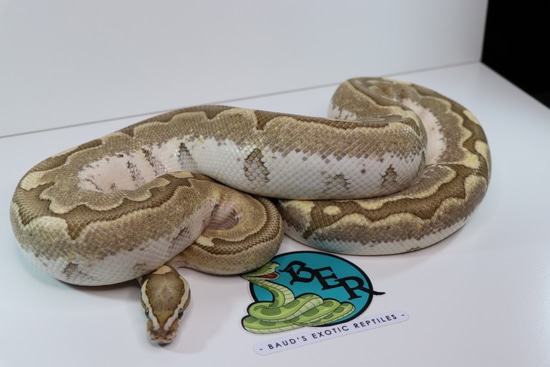 Bamboo Enchi Ball Python by Baud’s Exotic Reptiles