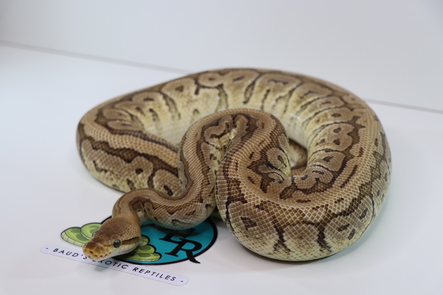 Mojave Pinstripe Het Desert Ghost Pos Het Cryptic Ball Python by Baud’s ...