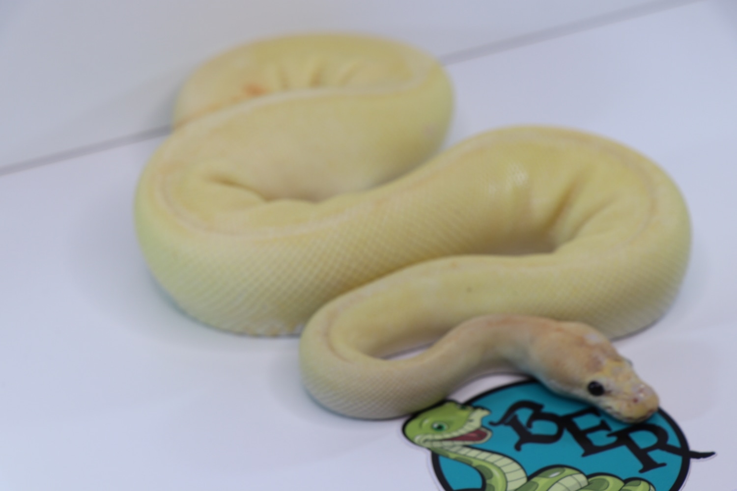 Champagne Banana Het Pied Ball Python by Baud’s Exotic Reptiles ...