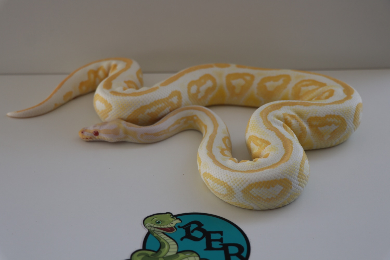 Black Pastel Albino Ball Python by Baud’s Exotic Reptiles - MorphMarket