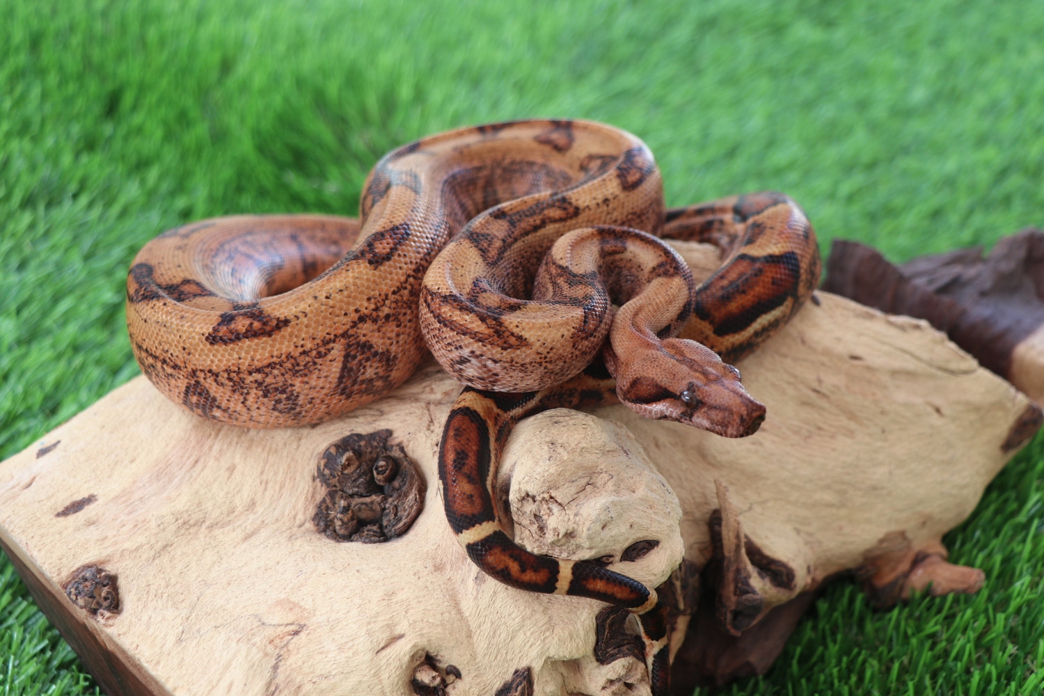 Jungle Blood Boa Constrictor by Baud’s Exotic Reptiles - MorphMarket