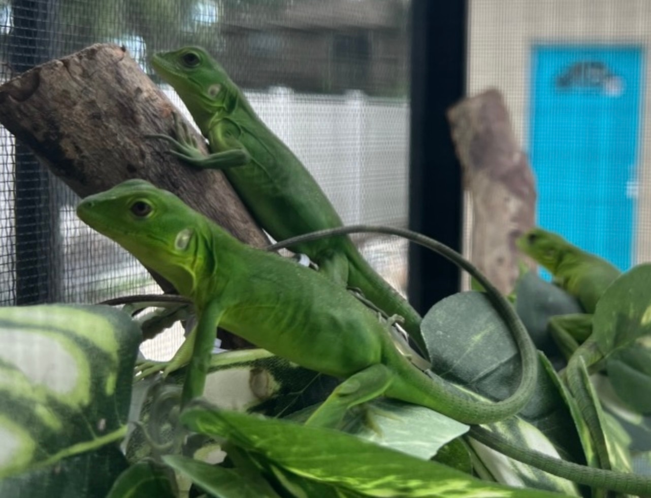 Pied Pectinata Other Iguana by Baud’s Exotic Reptiles - MorphMarket