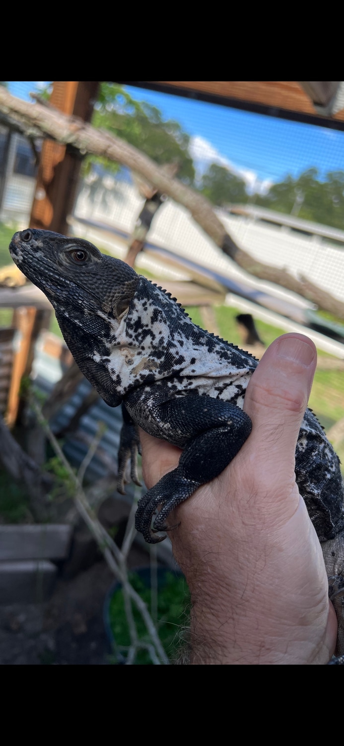 Pied Pectinata Other Iguana by Baud’s Exotic Reptiles - MorphMarket