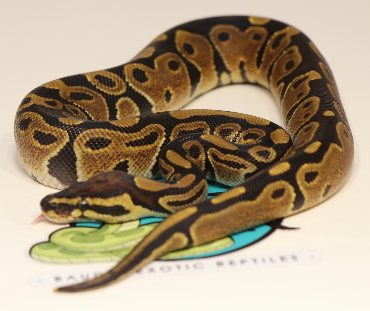 Het Pied 50% Het Monsoon 50% Het Lavender Albino Ball Python by Baud’s ...