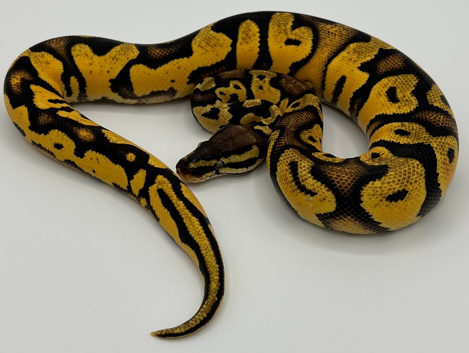 Pastel Orange Dream Yellow Belly 66% Het Pied 50% Het Candy Ball Python ...