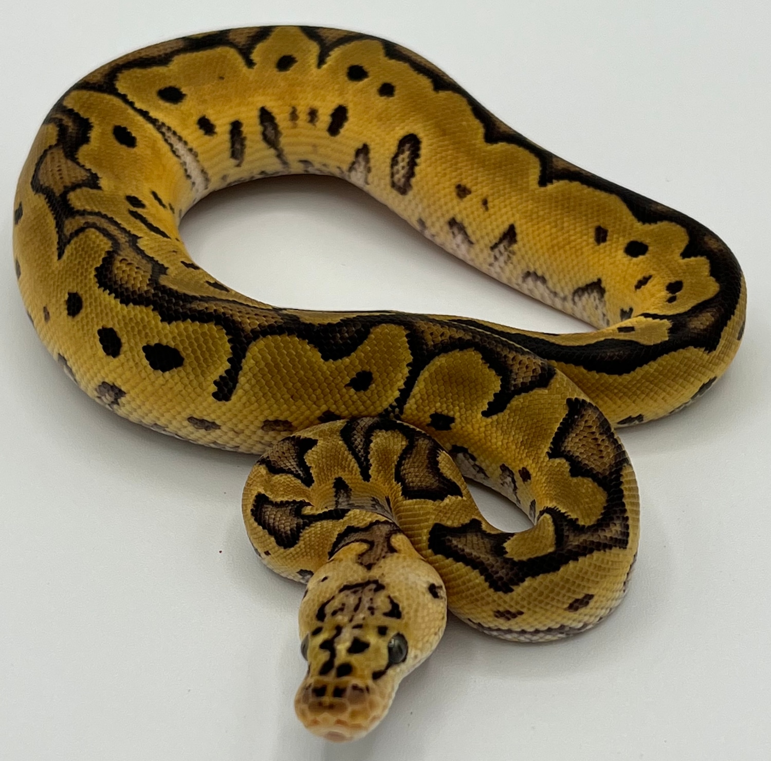 Pastel Clown Ball Python by Baud’s Exotic Reptiles - MorphMarket