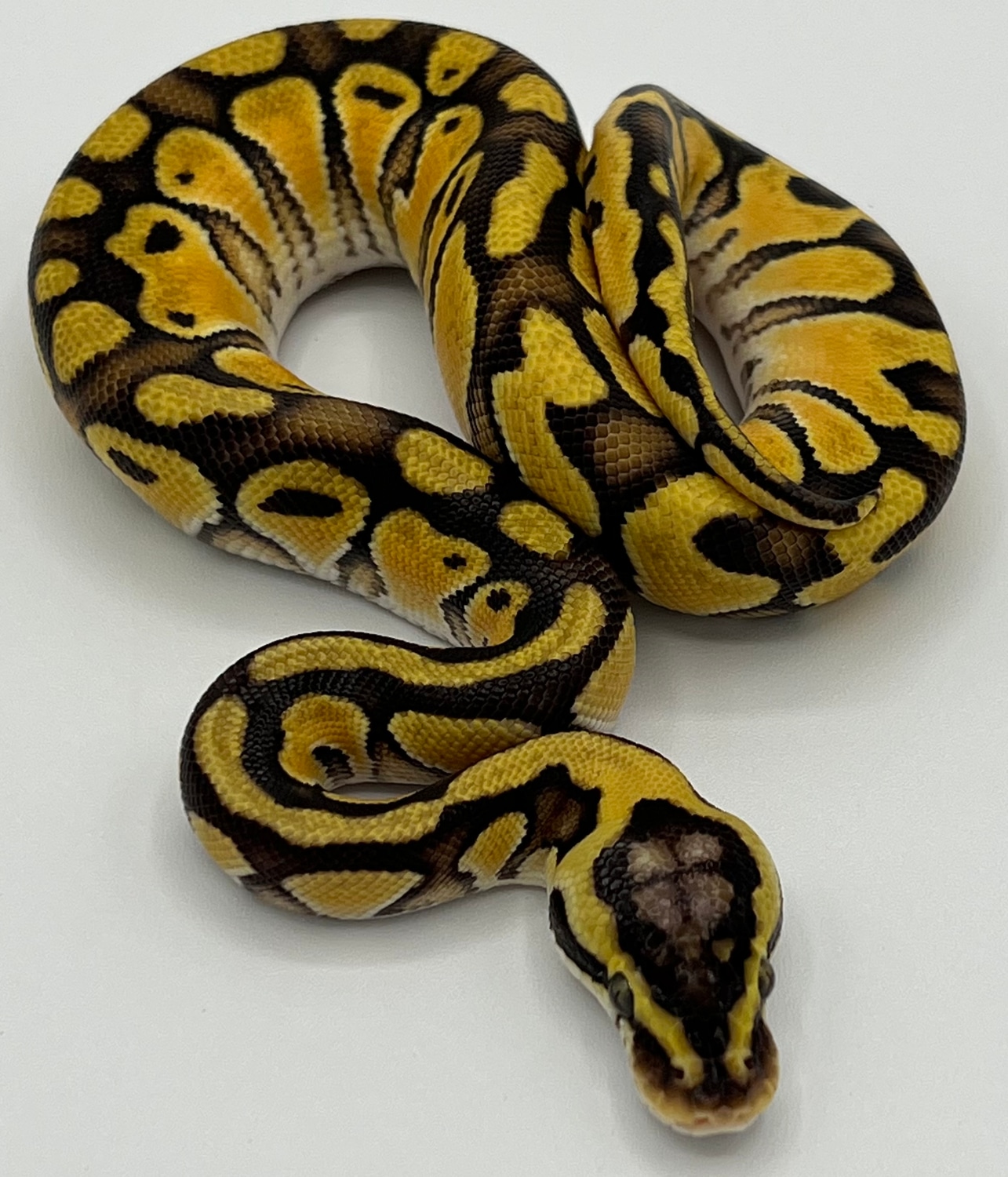 Pastel Blade Russo Het Clown Ball Python by Baud’s Exotic Reptiles ...