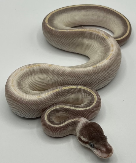 Deep Purple Passion Ball Python by Baud’s Exotic Reptiles