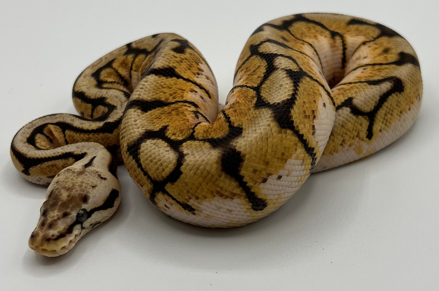Pastel Spider Double Het Ultramel , Genetic Stripe Ball Python by Baud ...