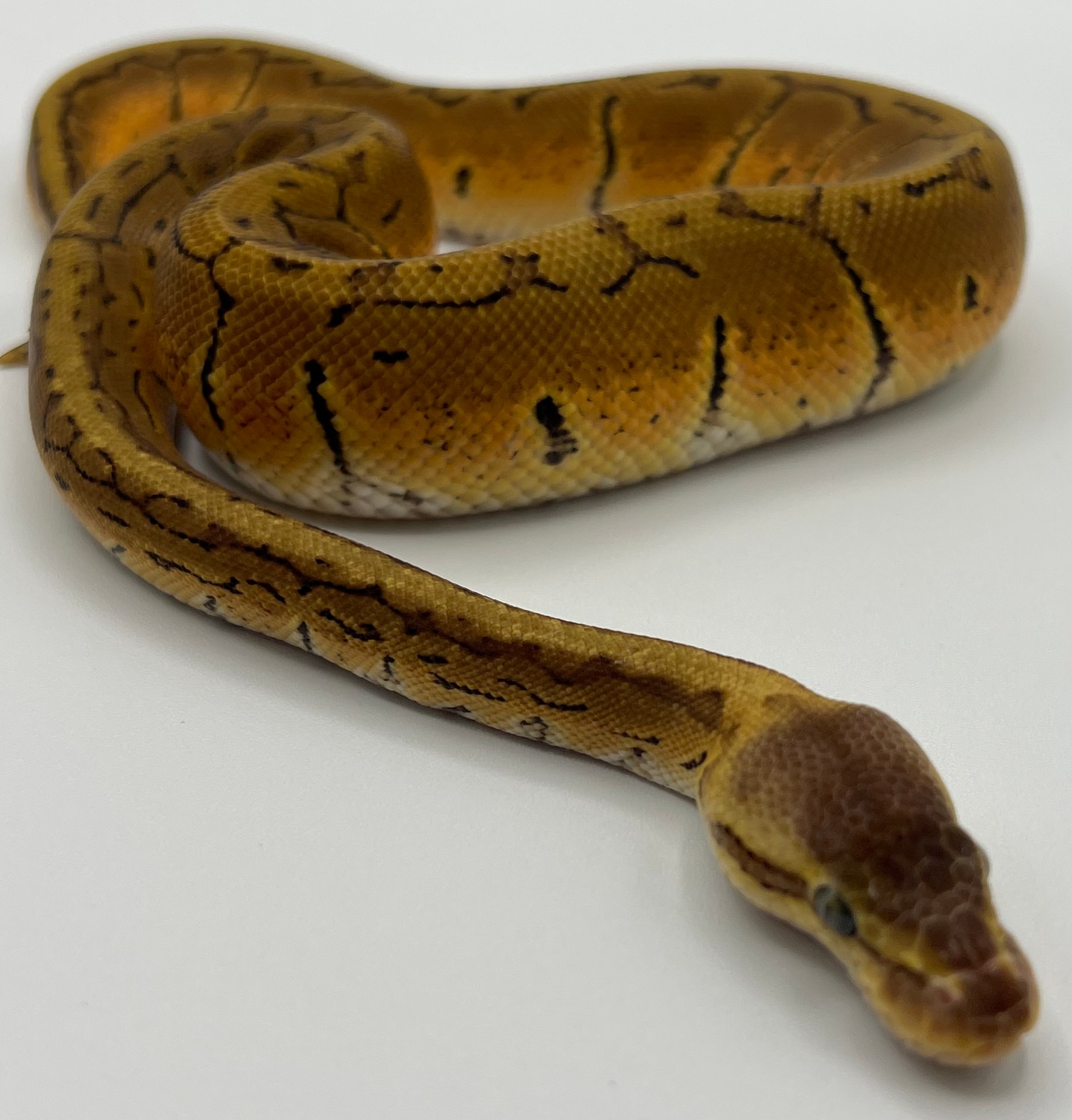 Pastel Pinstripe Het Ultramel Het Genetic Stripe Ball Python by Baud’s ...