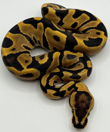 Leopard Fire Het Clown Ball Python by Baud’s Exotic Reptiles