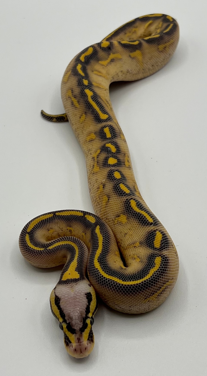 Pastel Super Gravel Ball Python by Baud’s Exotic Reptiles - MorphMarket