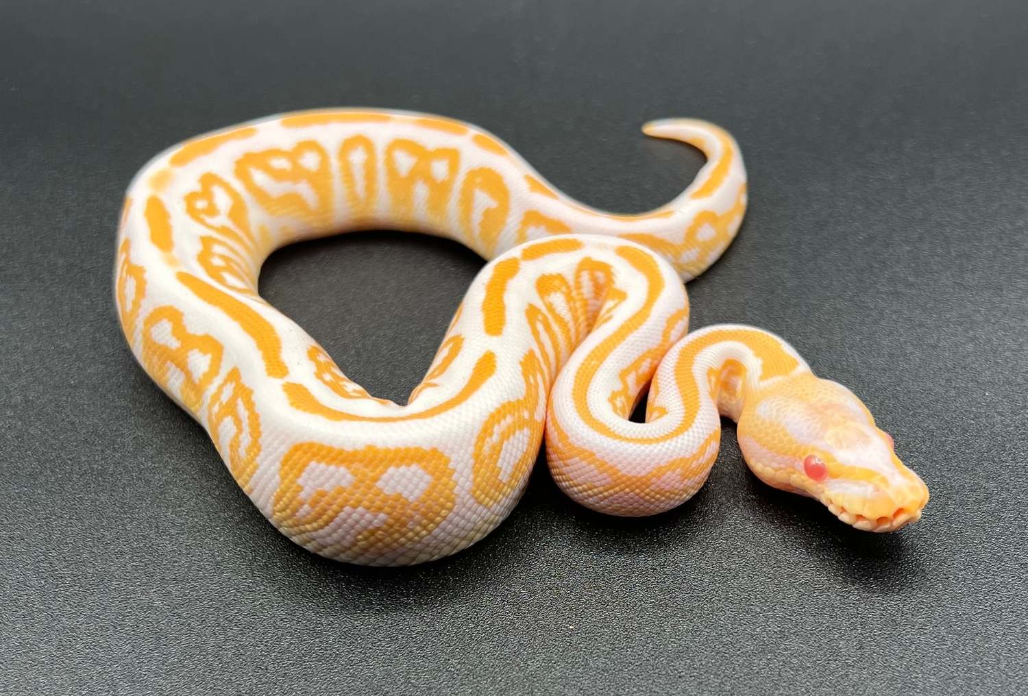 Black Pastel Albino Ball Python by Baud’s Exotic Reptiles - MorphMarket