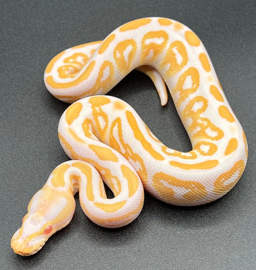 Black Pastel Albino Ball Python by Baud’s Exotic Reptiles