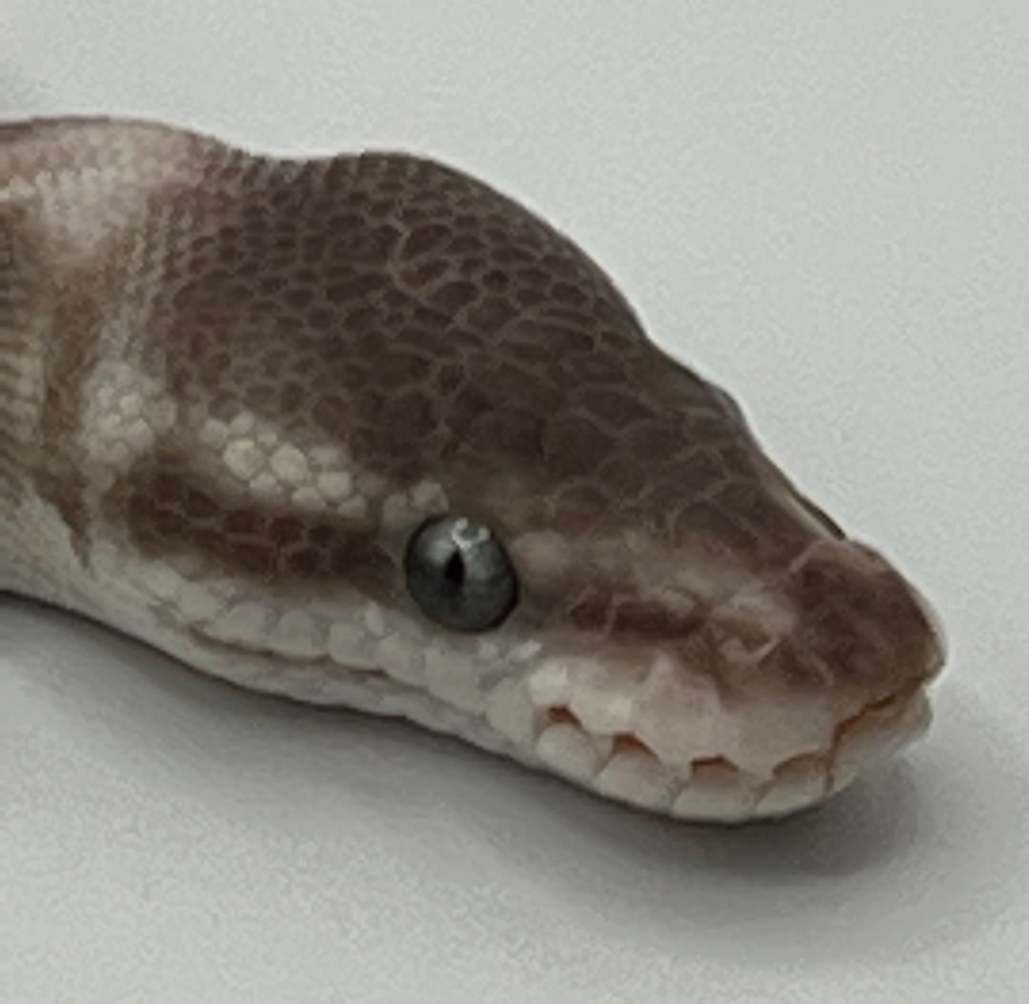 Deep Purple Passion Ball Python by Baud’s Exotic Reptiles - MorphMarket