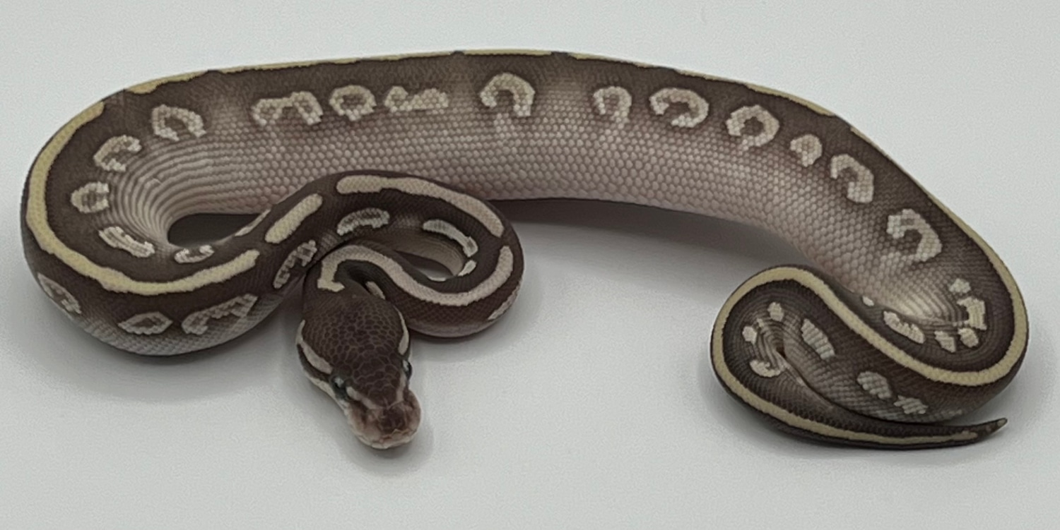 Super Phantom Ball Python by Baud’s Exotic Reptiles - MorphMarket