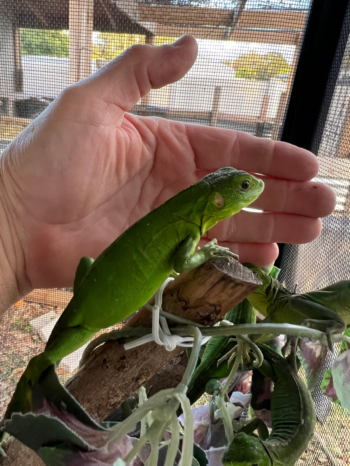 Pied Pectinata Other Iguana by Baud’s Exotic Reptiles - MorphMarket