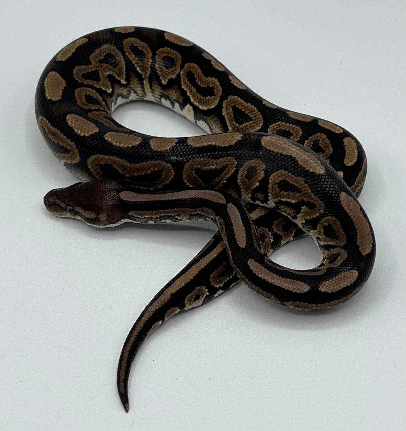 Cinnamon Yellow Belly/asphalt Pos Calico Ball Python by Baud’s Exotic Reptiles - MorphMarket