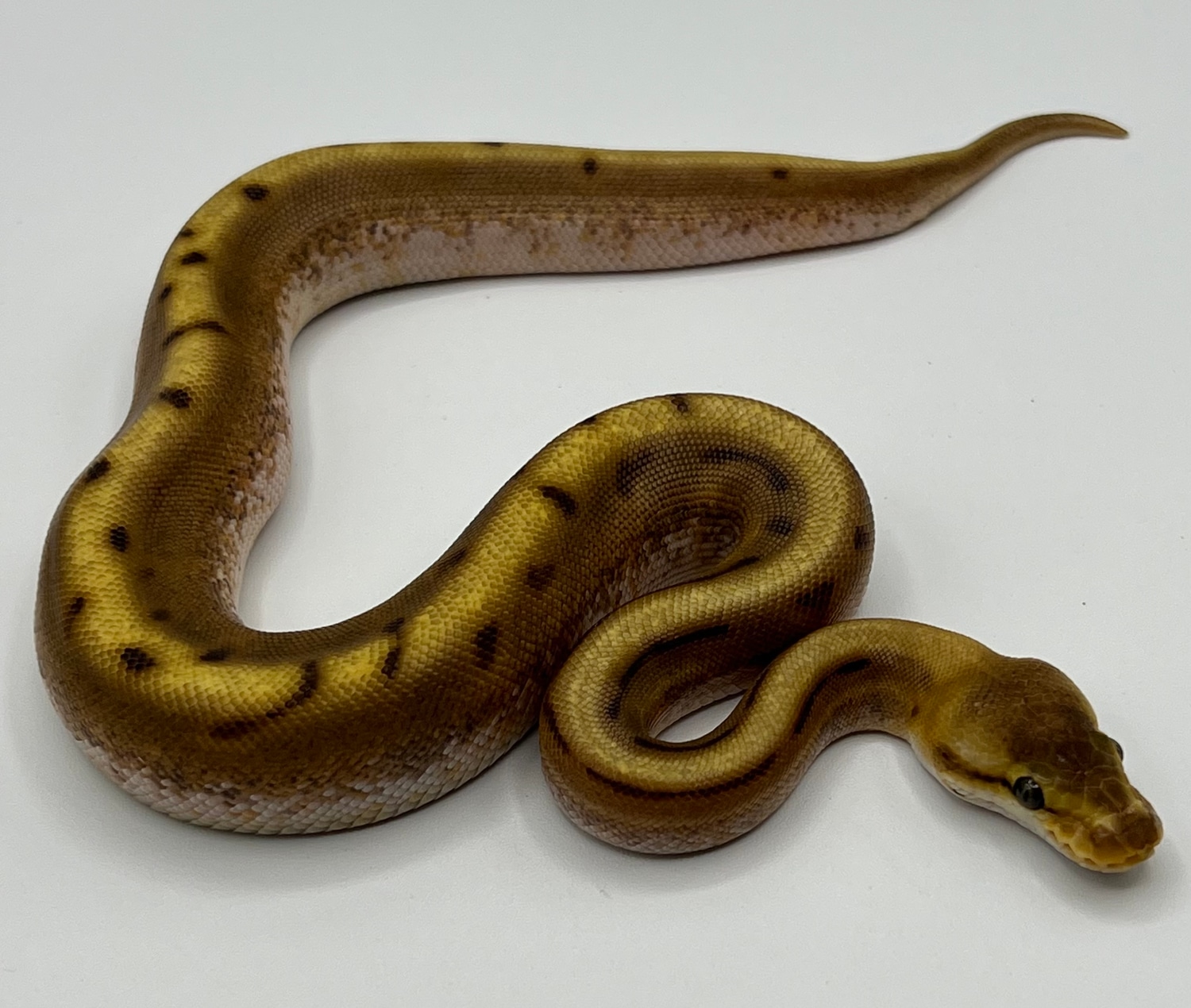 Yellow Belly Spider Genetic Stripe 66%het Puzzle Ball Python by Baud’s ...