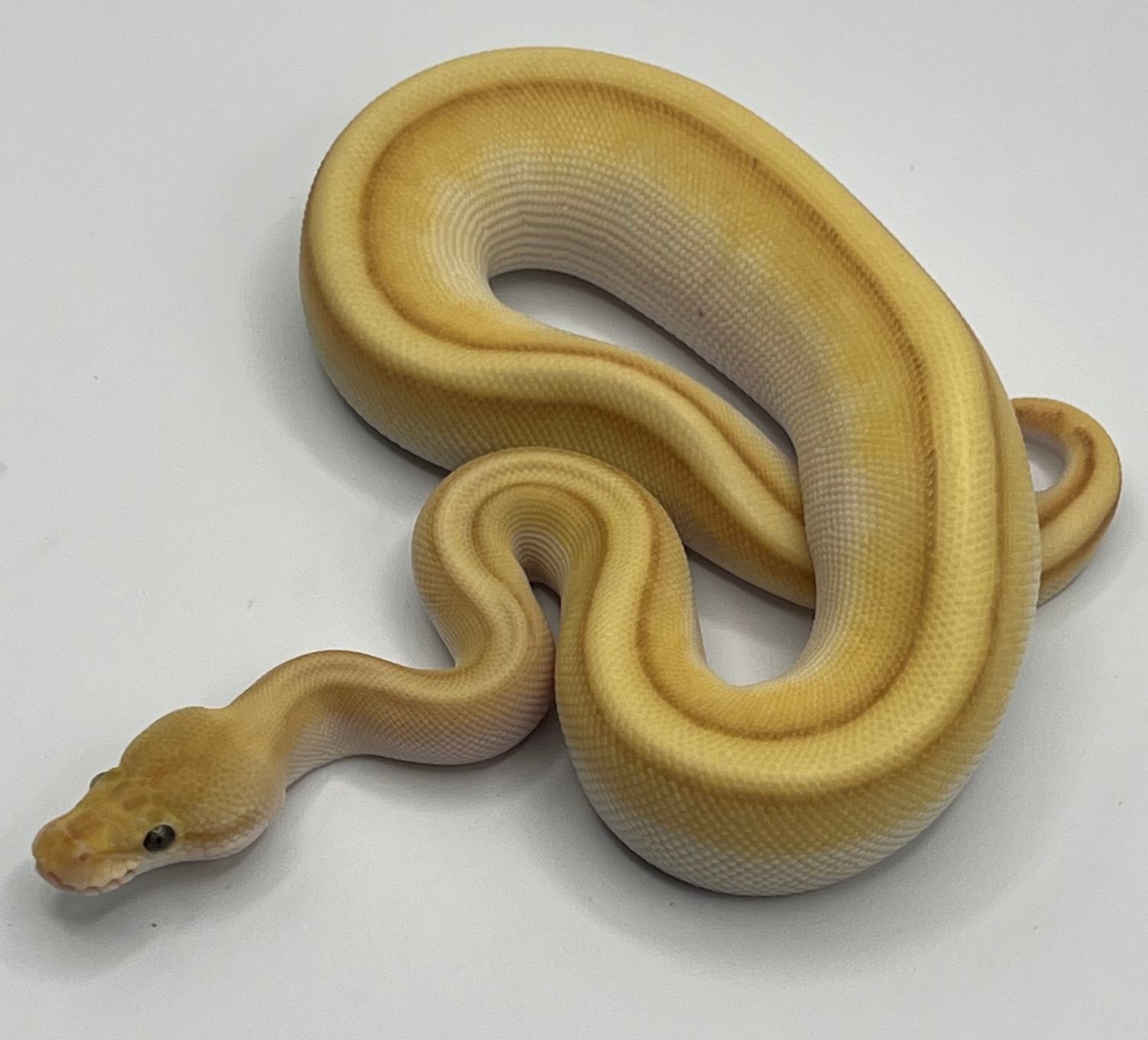 Banana Butter Genetic Stripe 66%het Puzzle Ball Python by Baud’s Exotic ...