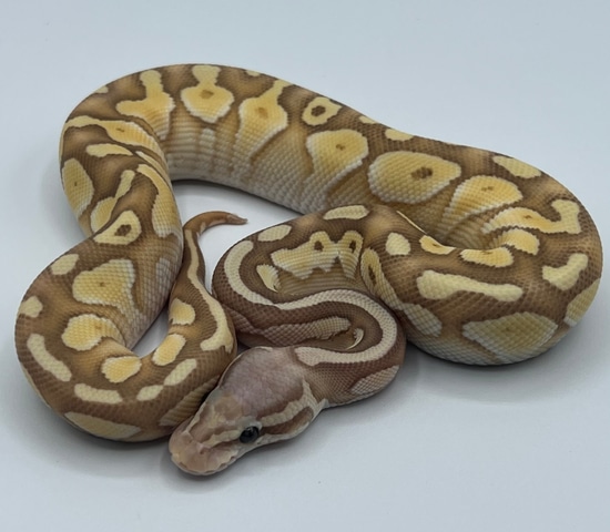 Pastel Banana Lesser Het Puzzle Het Desert Ghost Ball Python by Baud’s ...