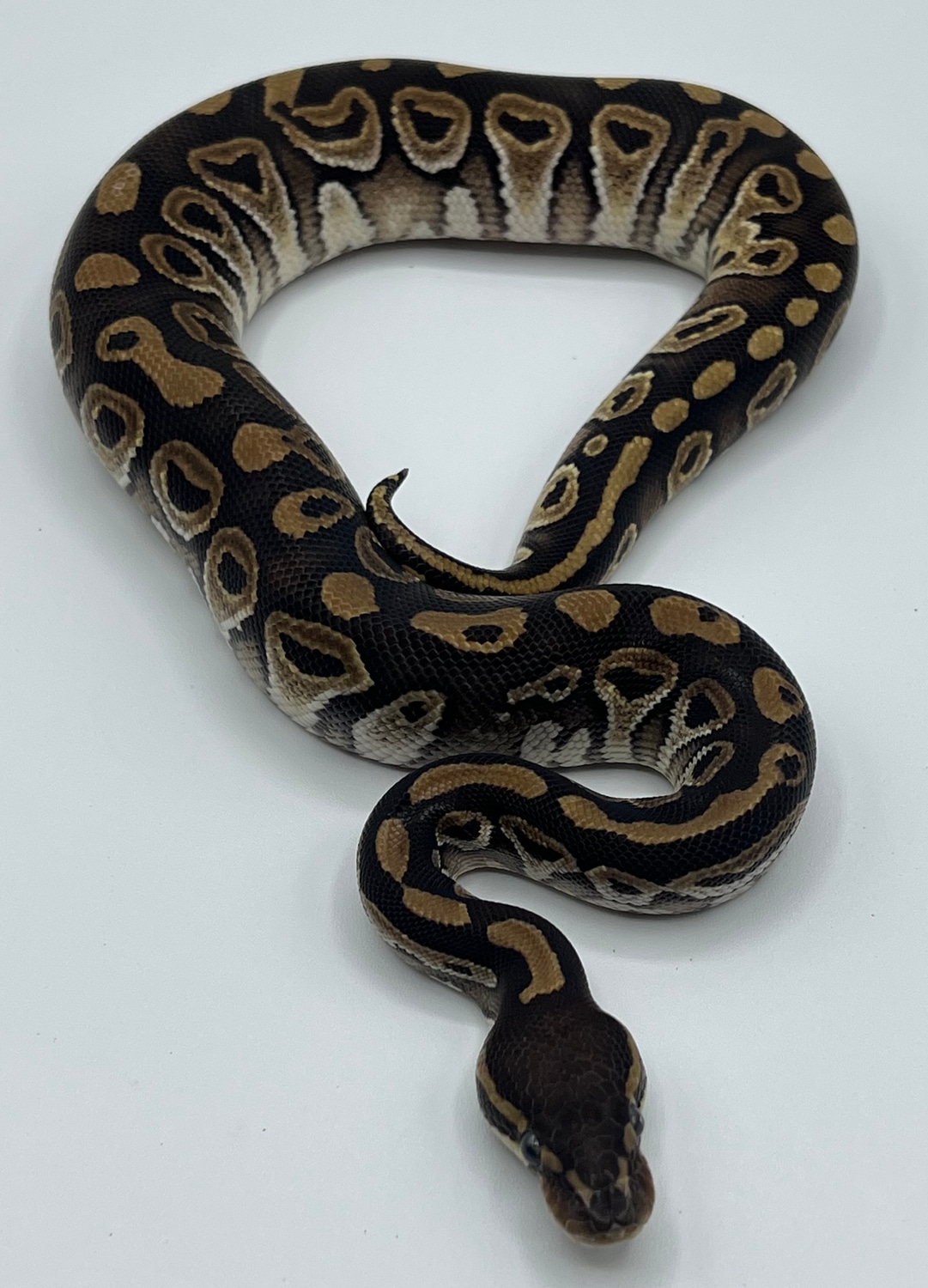 Mojave 50% Het Monsoon 50% Het Lavender Ball Python by Baud’s Exotic ...