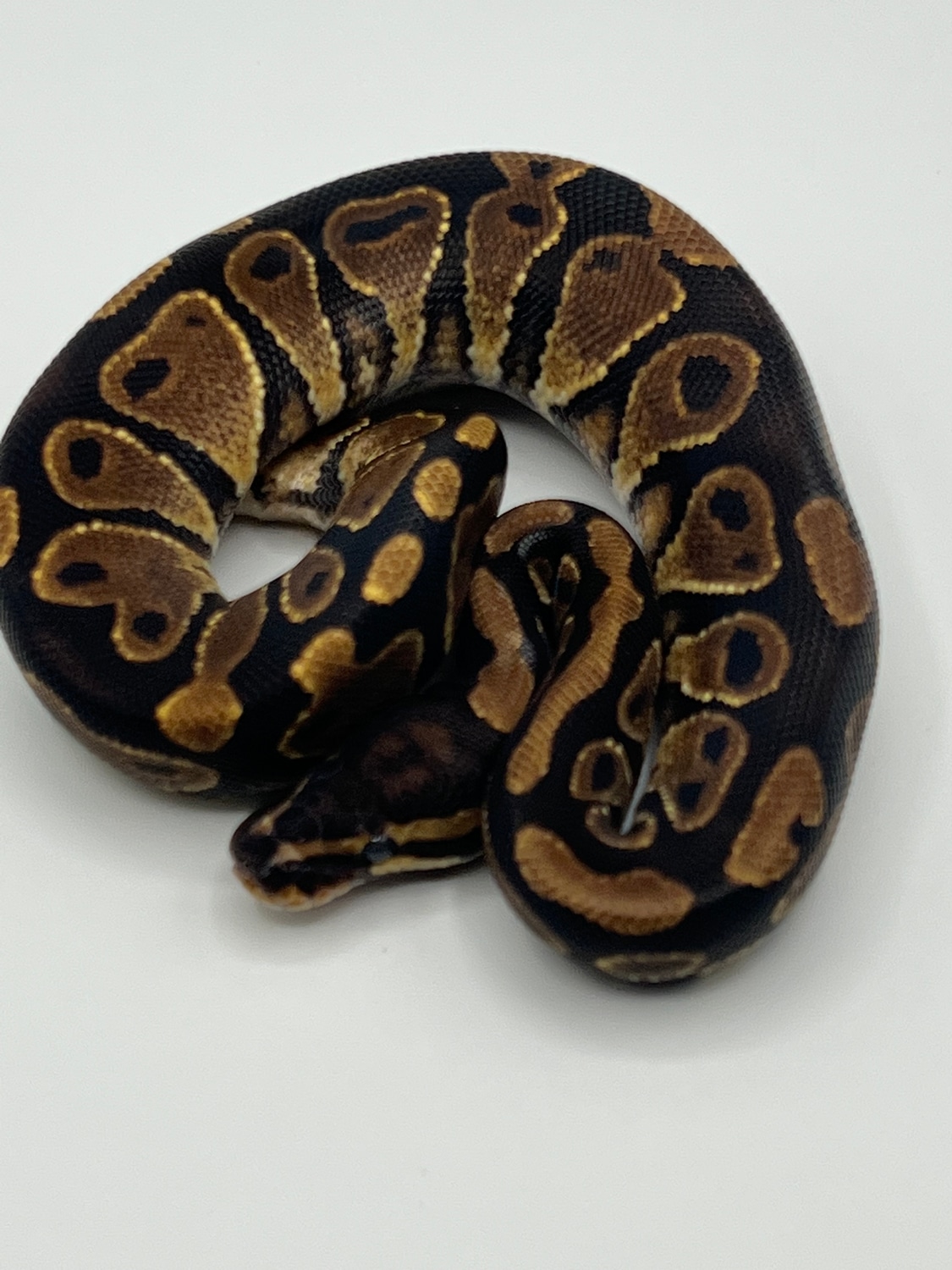 Yellow Belly Het Genetic Stripe Het Desert Ghost 50% Het Cryptic Ball ...
