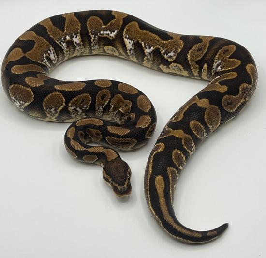 Calico Yellow Belly Het Clown Pos Het Pied Ball Python by Baud’s Exotic ...