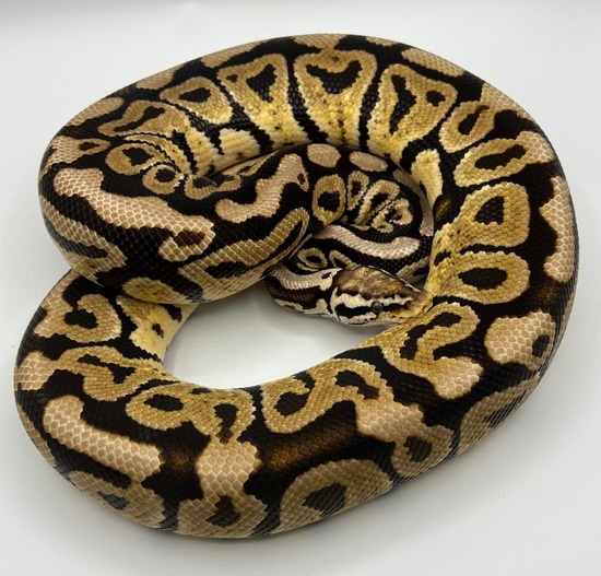 Pastel Spotnose Het Puzzle Proven Breeder Ball Python by Baud’s Exotic ...