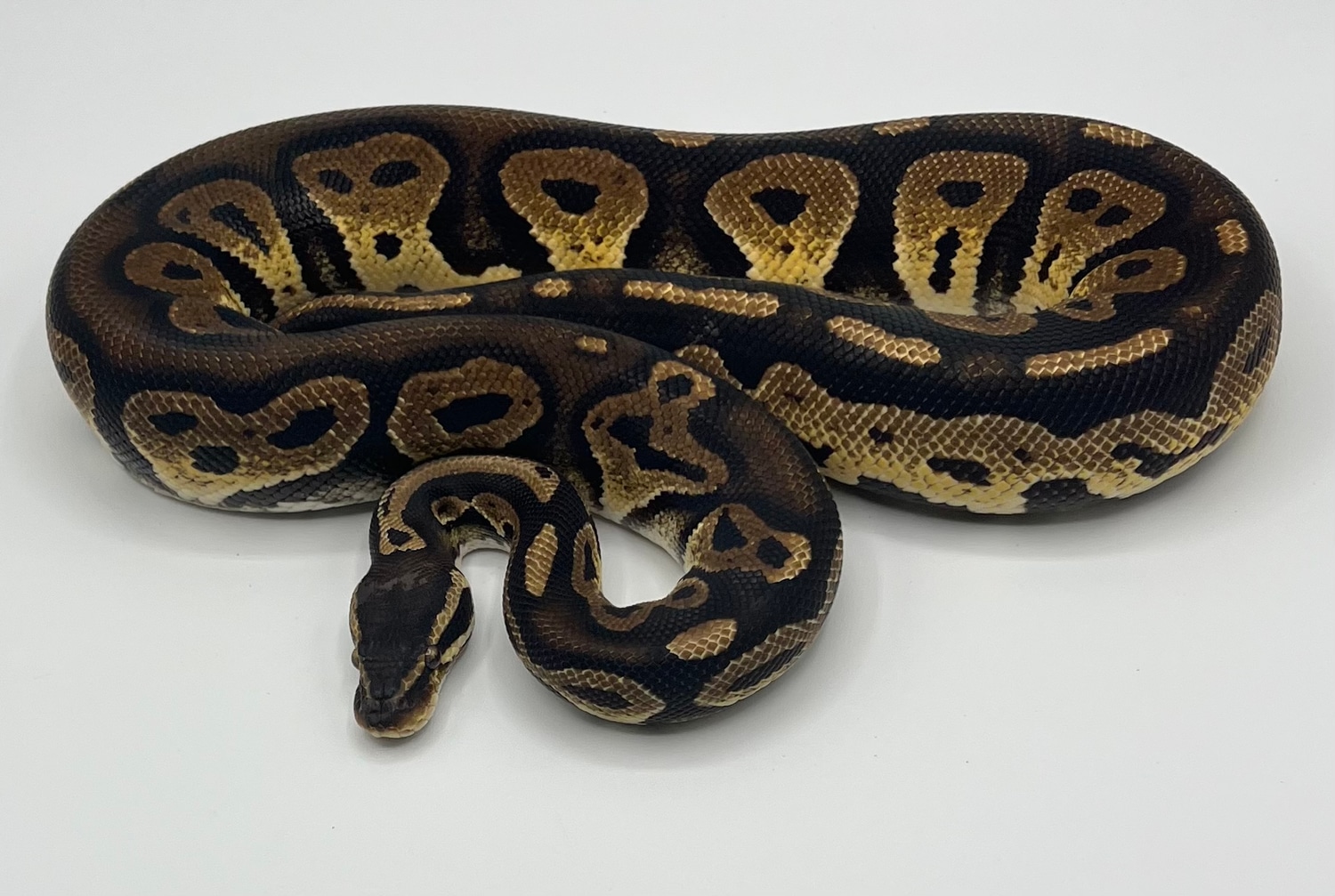 Pastel Blackhead Ball Python by Baud’s Exotic Reptiles - MorphMarket