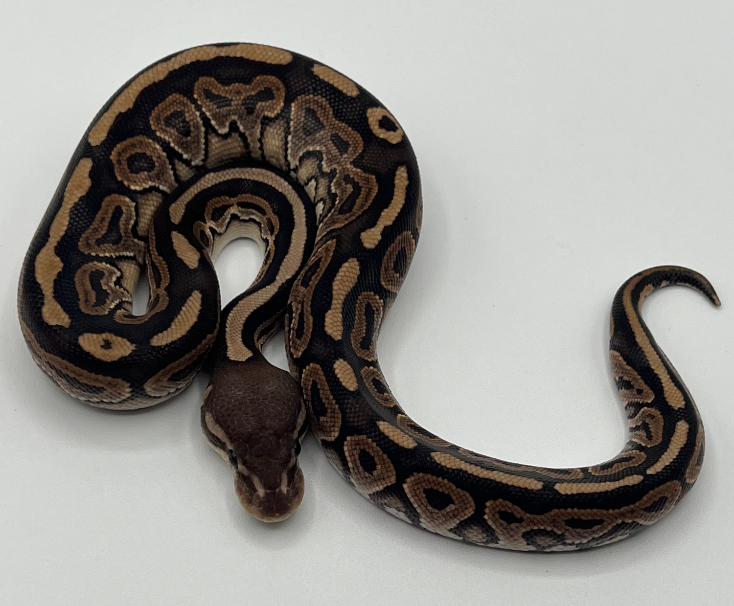 Cinnamon Pos Yellow Belly Ball Python by Baud’s Exotic Reptiles ...
