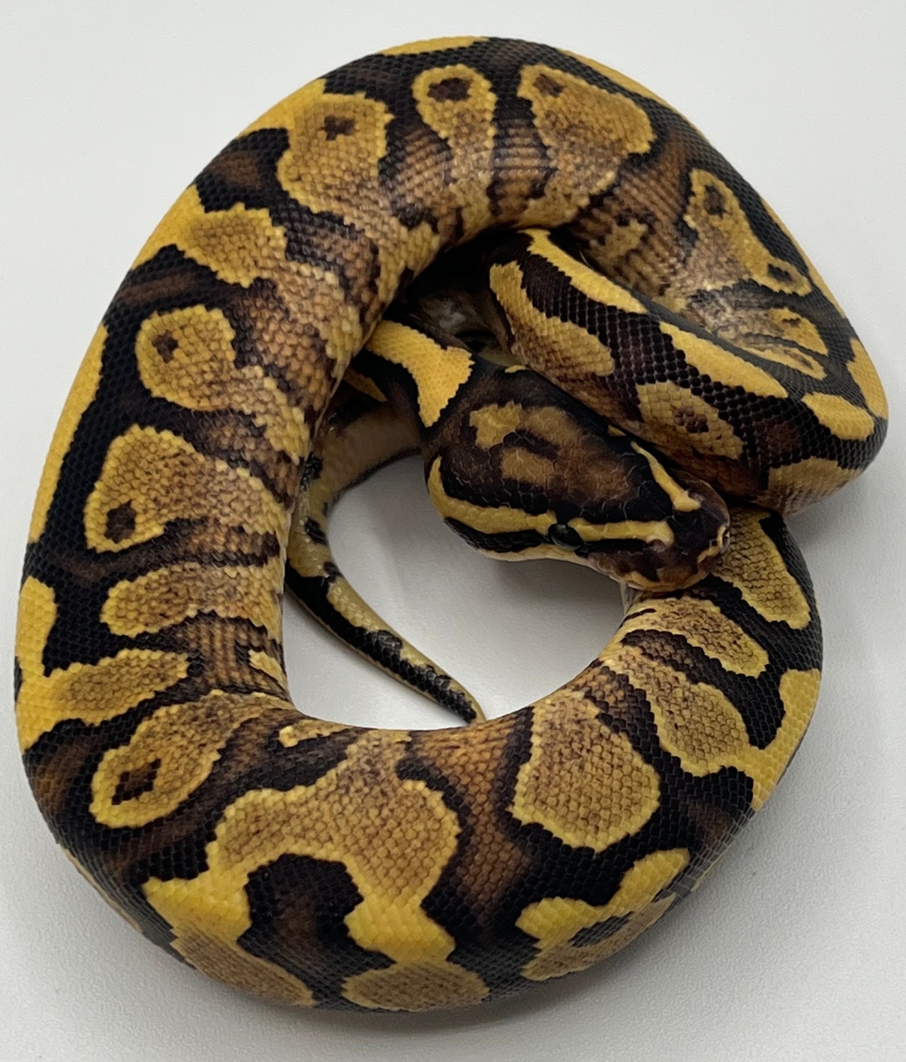 Yellow Belly Fire Ball Python by Baud’s Exotic Reptiles - MorphMarket