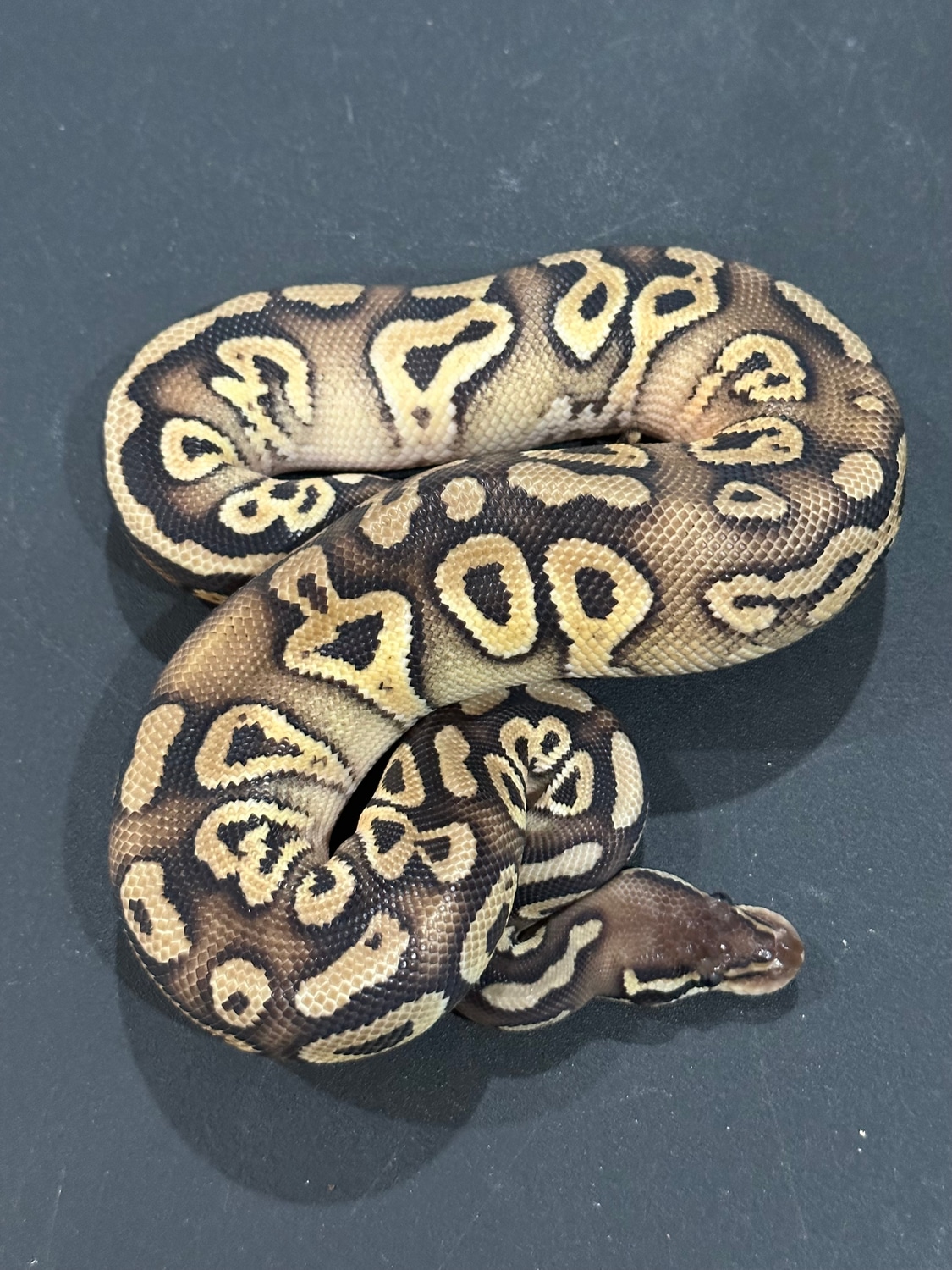 Pastel Cocoa Mojave Pos YB Ball Python by Baud’s Exotic Reptiles - MorphMarket
