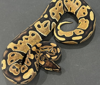 Yellow Belly Fire Ball Python by Baud’s Exotic Reptiles - MorphMarket