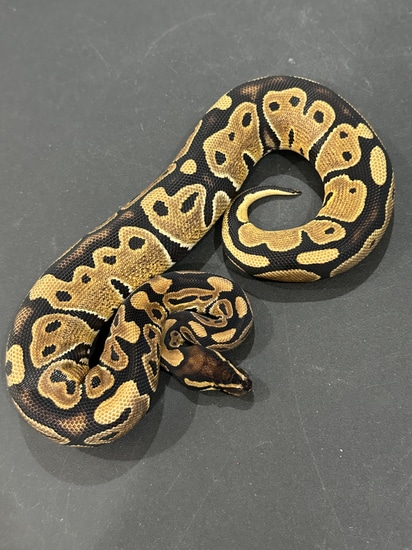 Cocoa Ball Python by Baud’s Exotic Reptiles