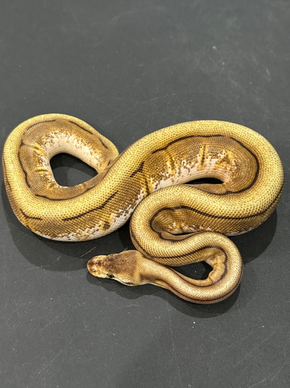 Spider Genetic Stripe Puzzle Ball Python by Baud’s Exotic Reptiles