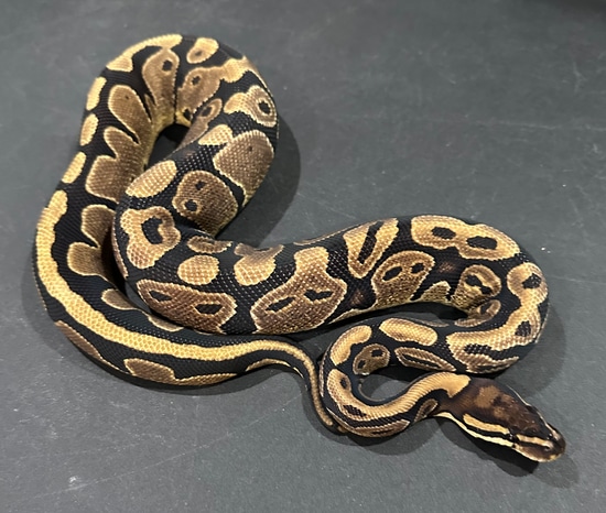 Double Het Ultramel Pied Ball Python by Baud’s Exotic Reptiles