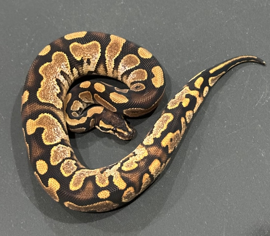 Calico Het Clown Ball Python by Baud’s Exotic Reptiles