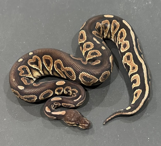 Cinnamon Yellow Belly/asphalt Ball Python by Baud’s Exotic Reptiles