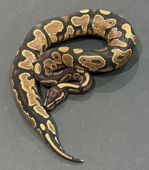Calico Yellow Belly/asphalt Ball Python by Baud’s Exotic Reptiles