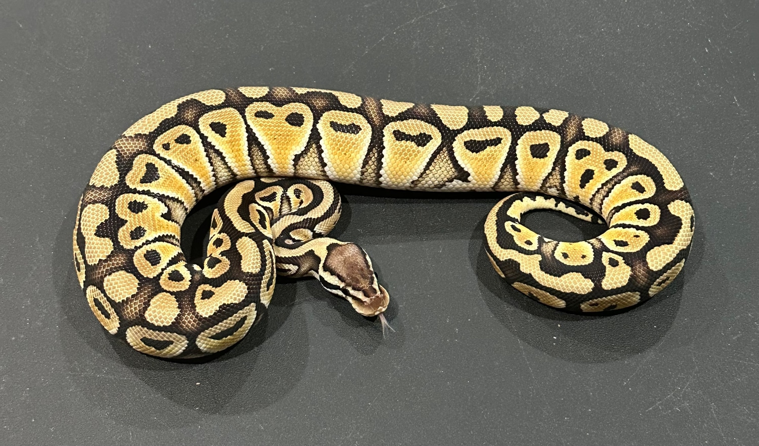 Pastel Cypress 100% Either Het Clown Or Het Cryptic.66% Het Desert ...